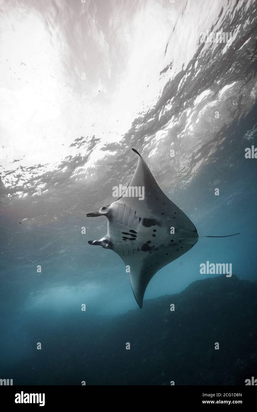 beautiful Manta Ray underwater with scuba divers Stock Photo - Alamy