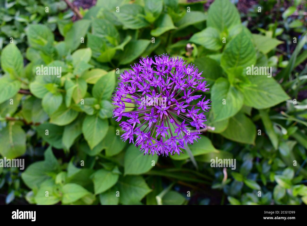 Rising flower hi-res stock photography and images - Alamy