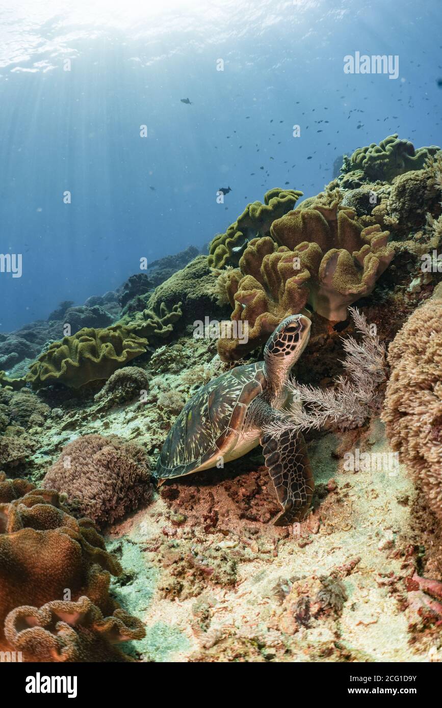 Green turtle underwater hi-res stock photography and images - Alamy