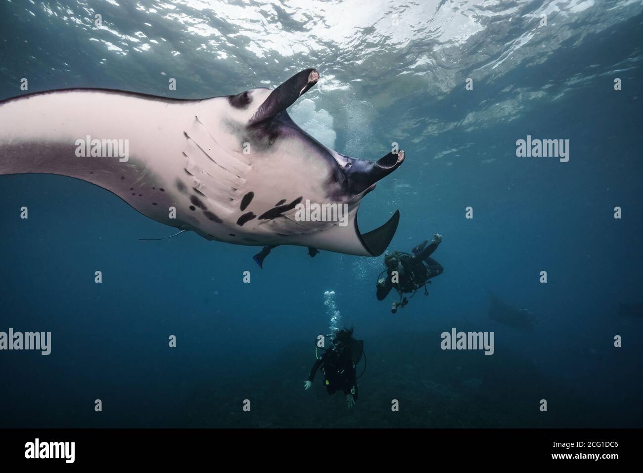 beautiful Manta Ray underwater with scuba divers Stock Photo - Alamy