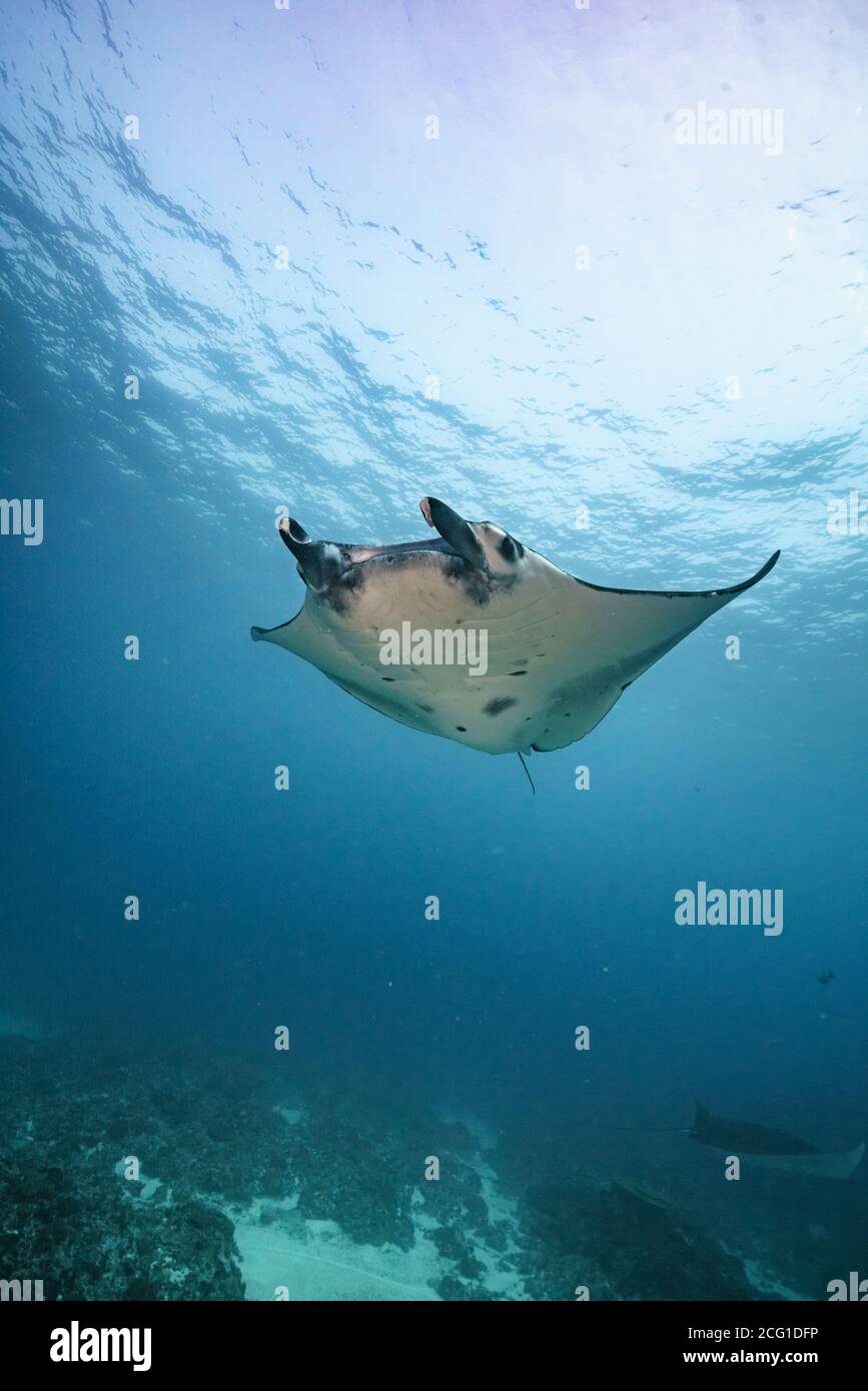 beautiful Manta Ray underwater with scuba divers Stock Photo - Alamy