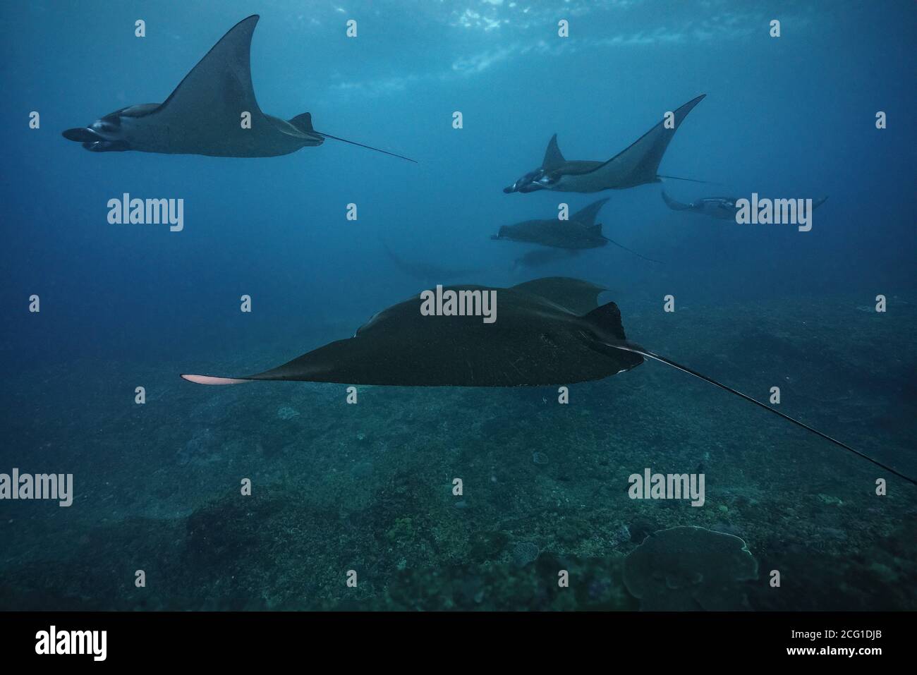 beautiful Manta Ray underwater with scuba divers Stock Photo - Alamy
