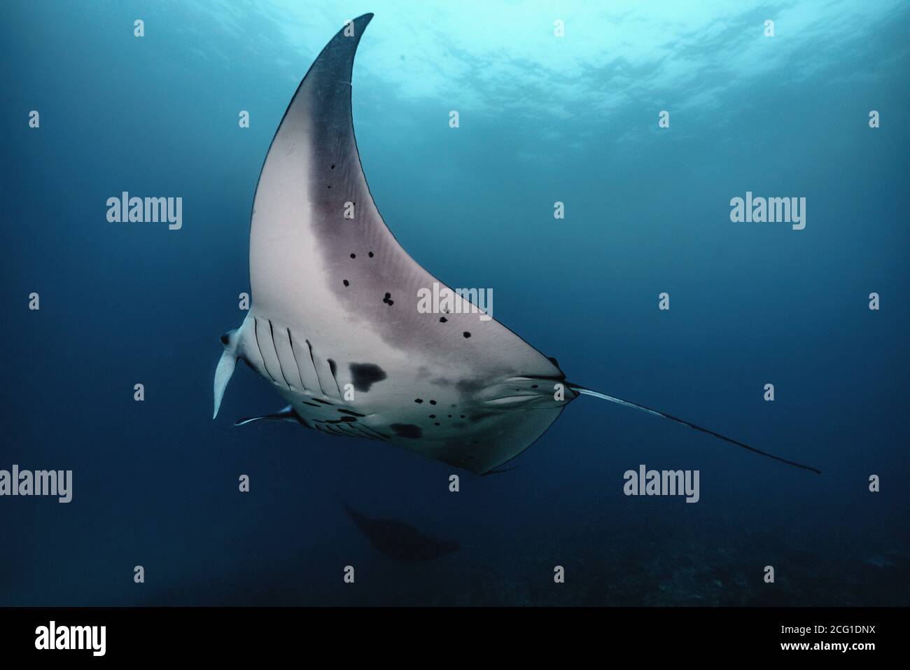 beautiful Manta Ray underwater with scuba divers Stock Photo - Alamy