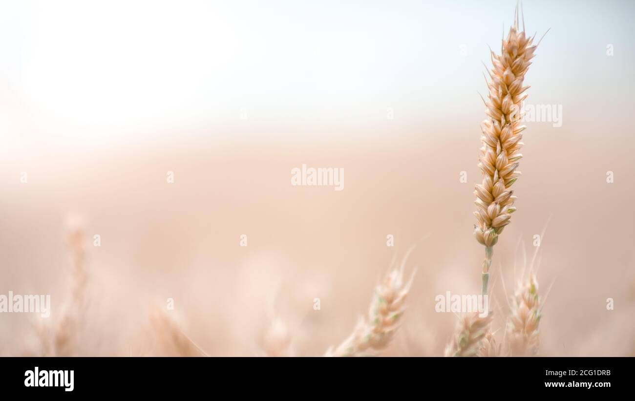 Spikelet of wheat on the field, selective focus Stock Photo - Alamy