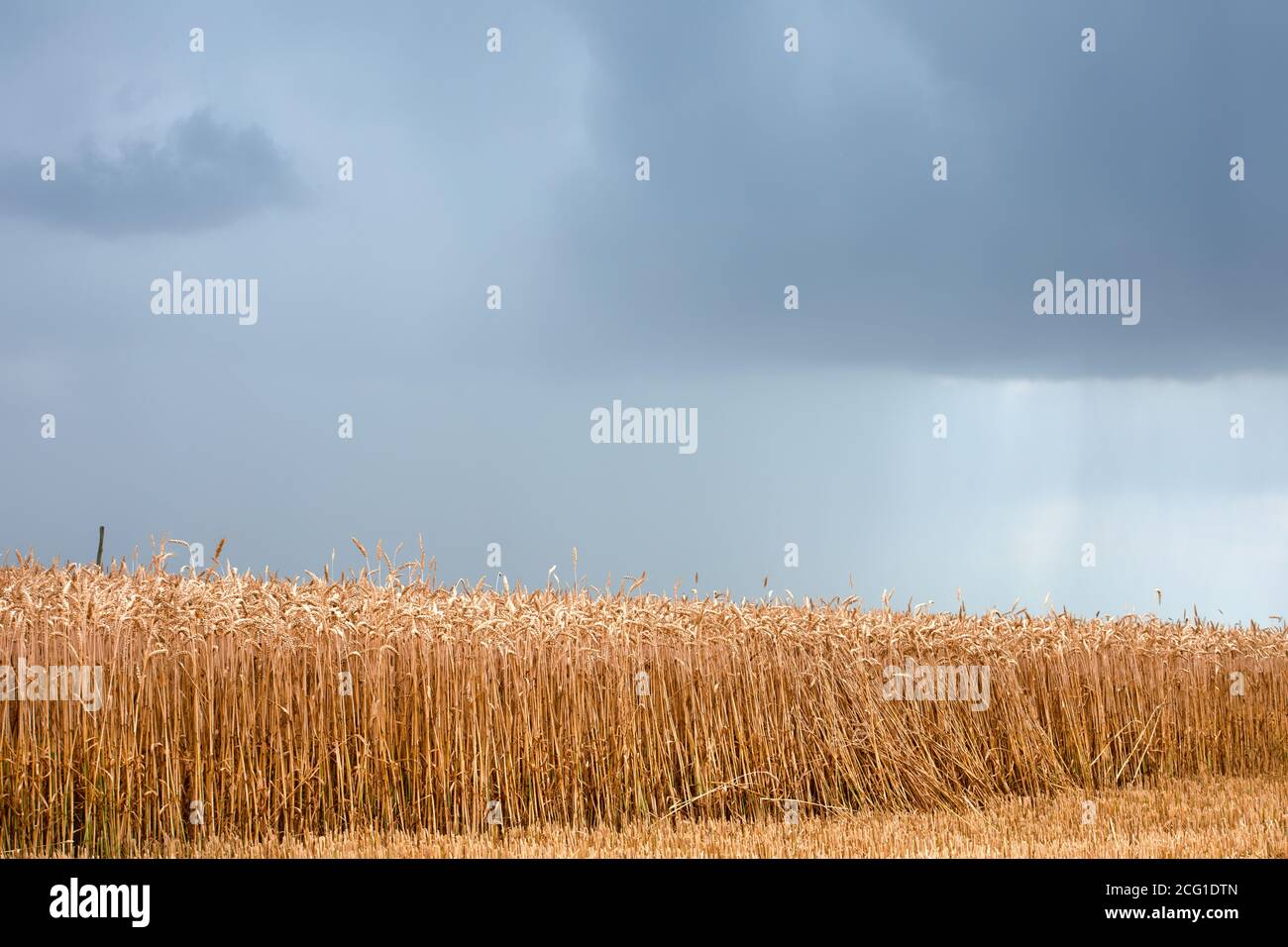 Storm clouds over a field of ripe wheat Stock Photo - Alamy