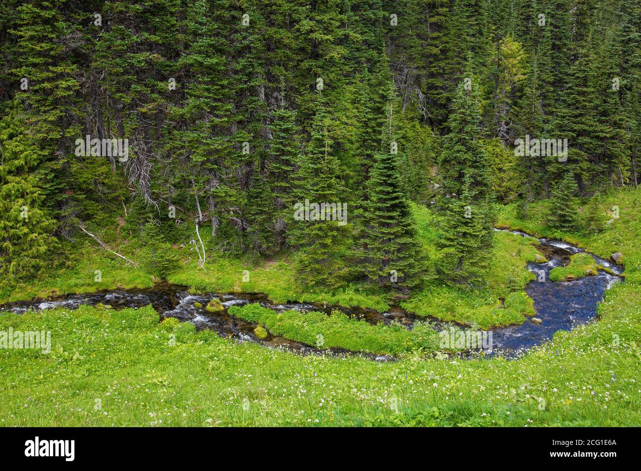 Lush green grass and evergreen trees with a meandering alpine stream at ...