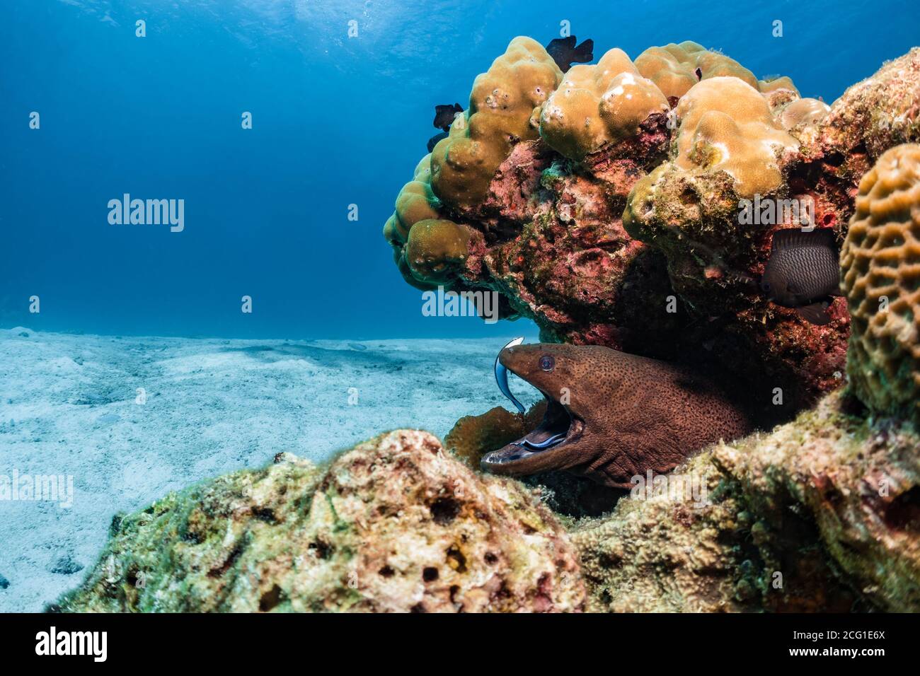 Moray eel by coral reef hi-res stock photography and images - Alamy