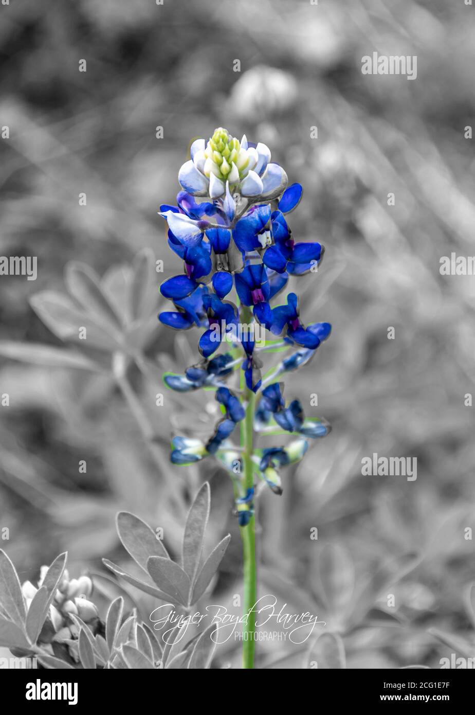 Bluebonnet in color in a black and white world Stock Photo - Alamy