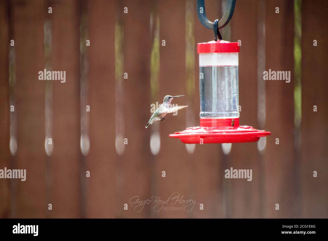 Wings forward hi-res stock photography and images - Alamy