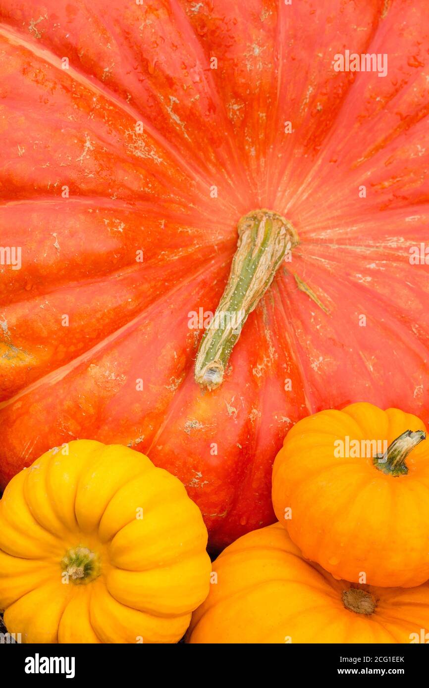 Knobby pumpkins hi-res stock photography and images - Alamy
