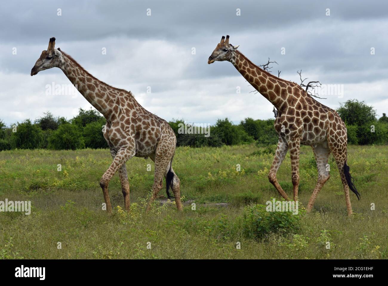 Two Giraffes (Giraffa) walk in a line through open grassland on a ...