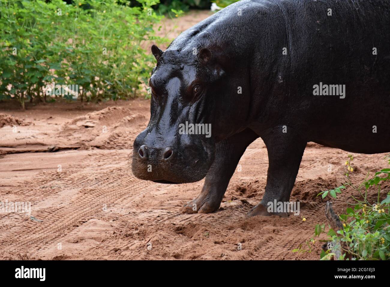 A Hippo (Hippopotamus Amphibius) appearing from the green foliage along ...