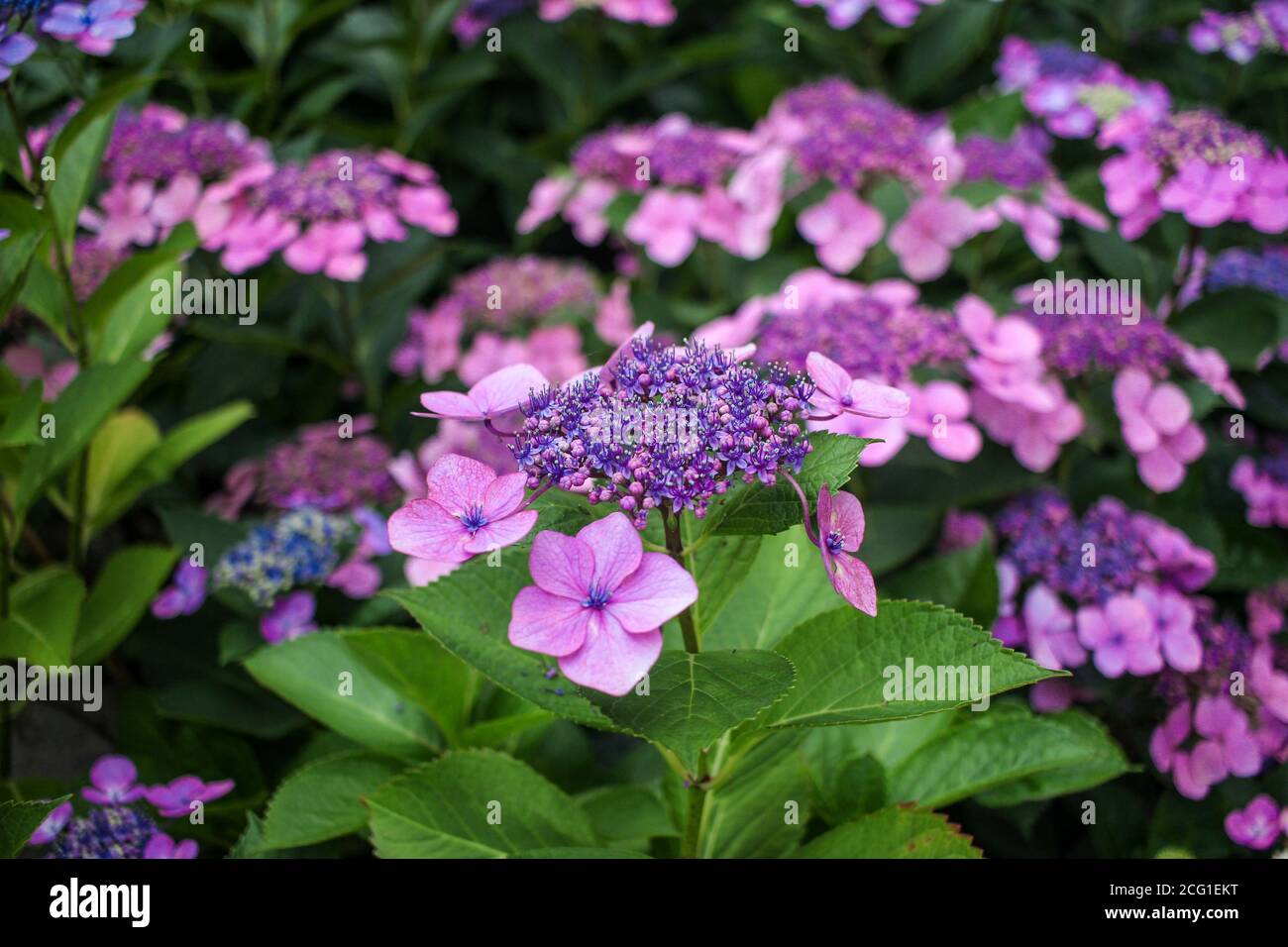 Photos of the bluebird "lace cap" flowers, or Hydrangea serrata Stock ...