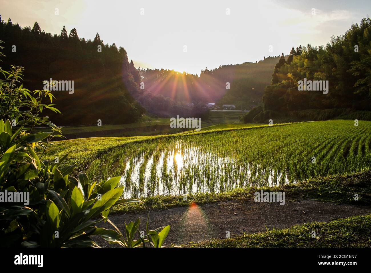 Japanese rice field hi-res stock photography and images - Alamy