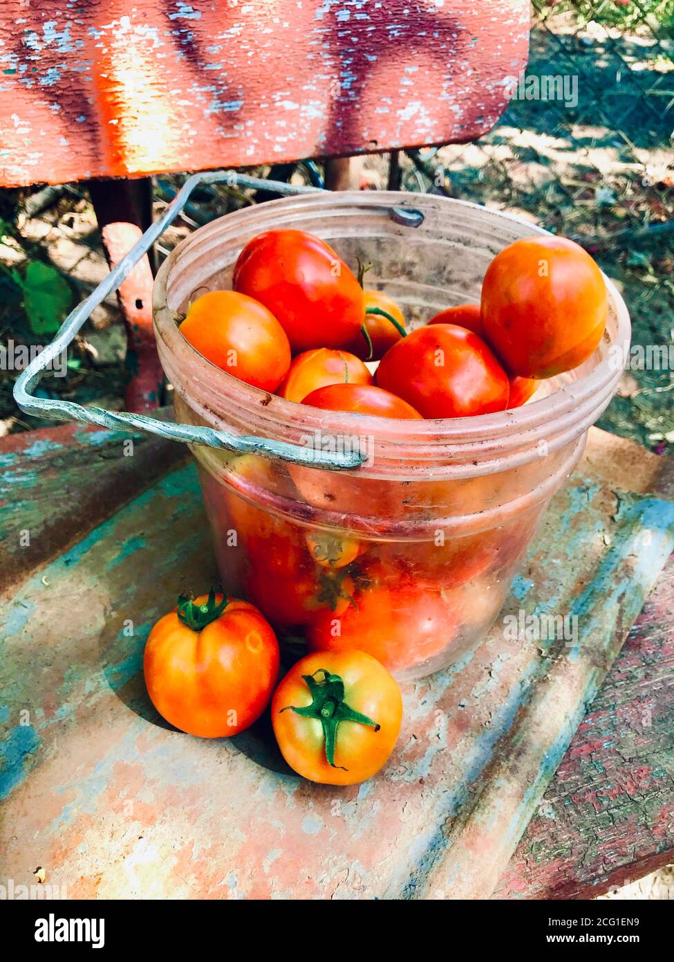 Freshly picked farm vegetables in a bucket Stock Photo - Alamy