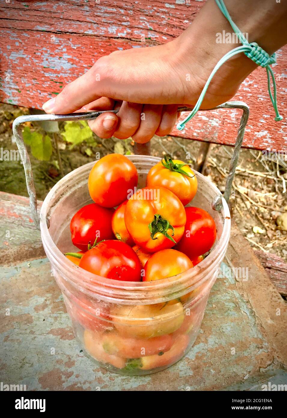 Freshly picked farm vegetables in a bucket Stock Photo - Alamy