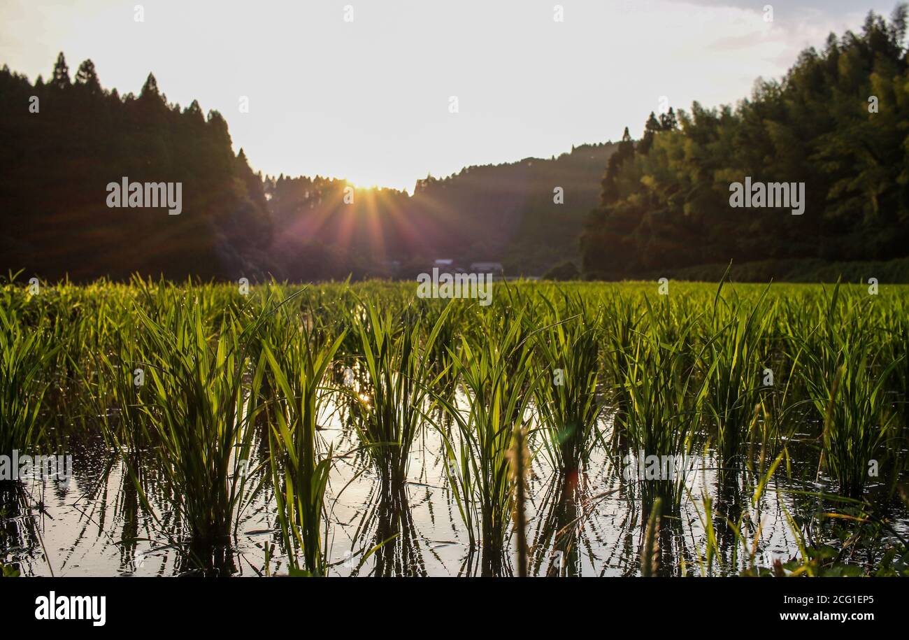 Japanese rice field hi-res stock photography and images - Alamy