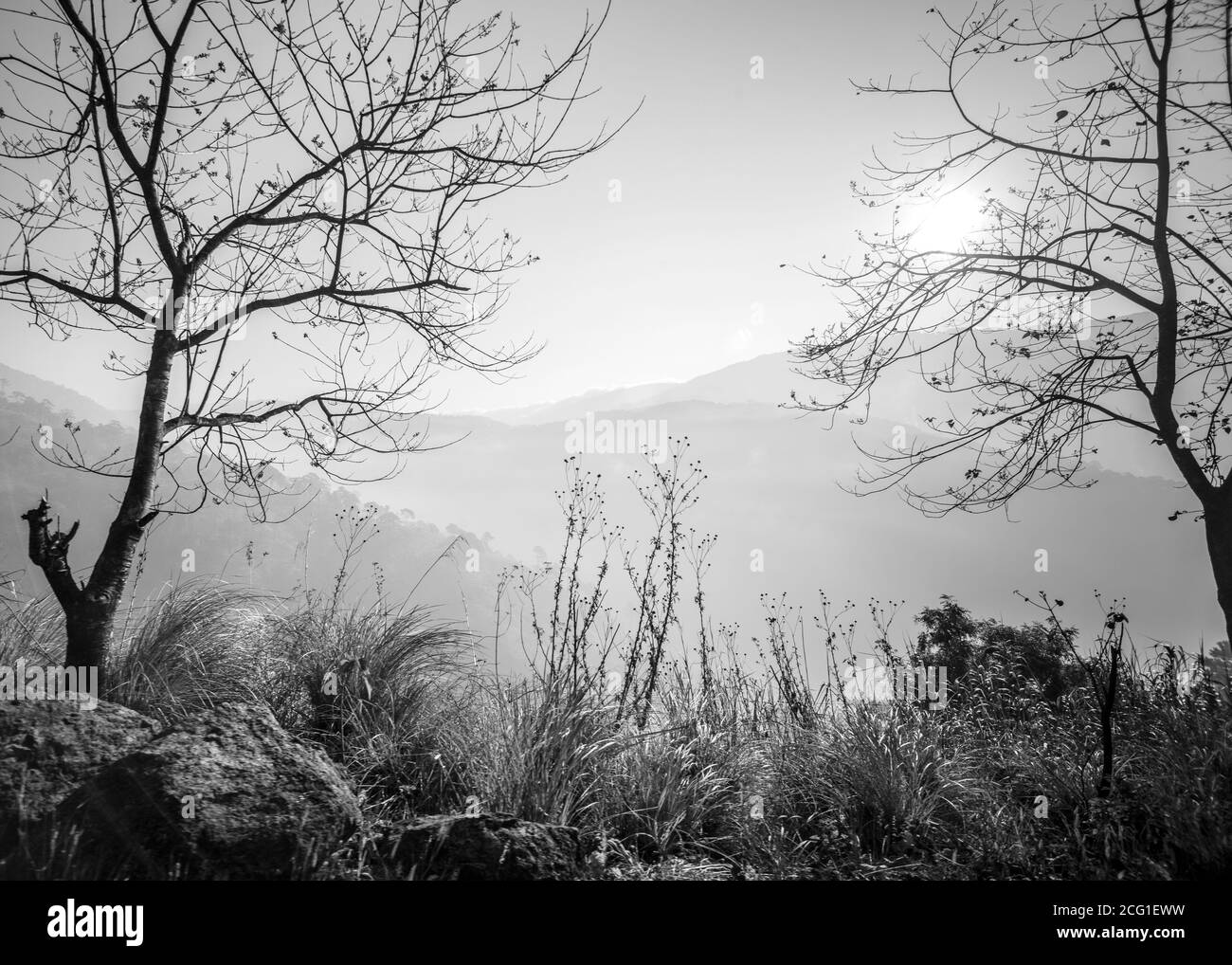 Mountain view between trees Stock Photo - Alamy