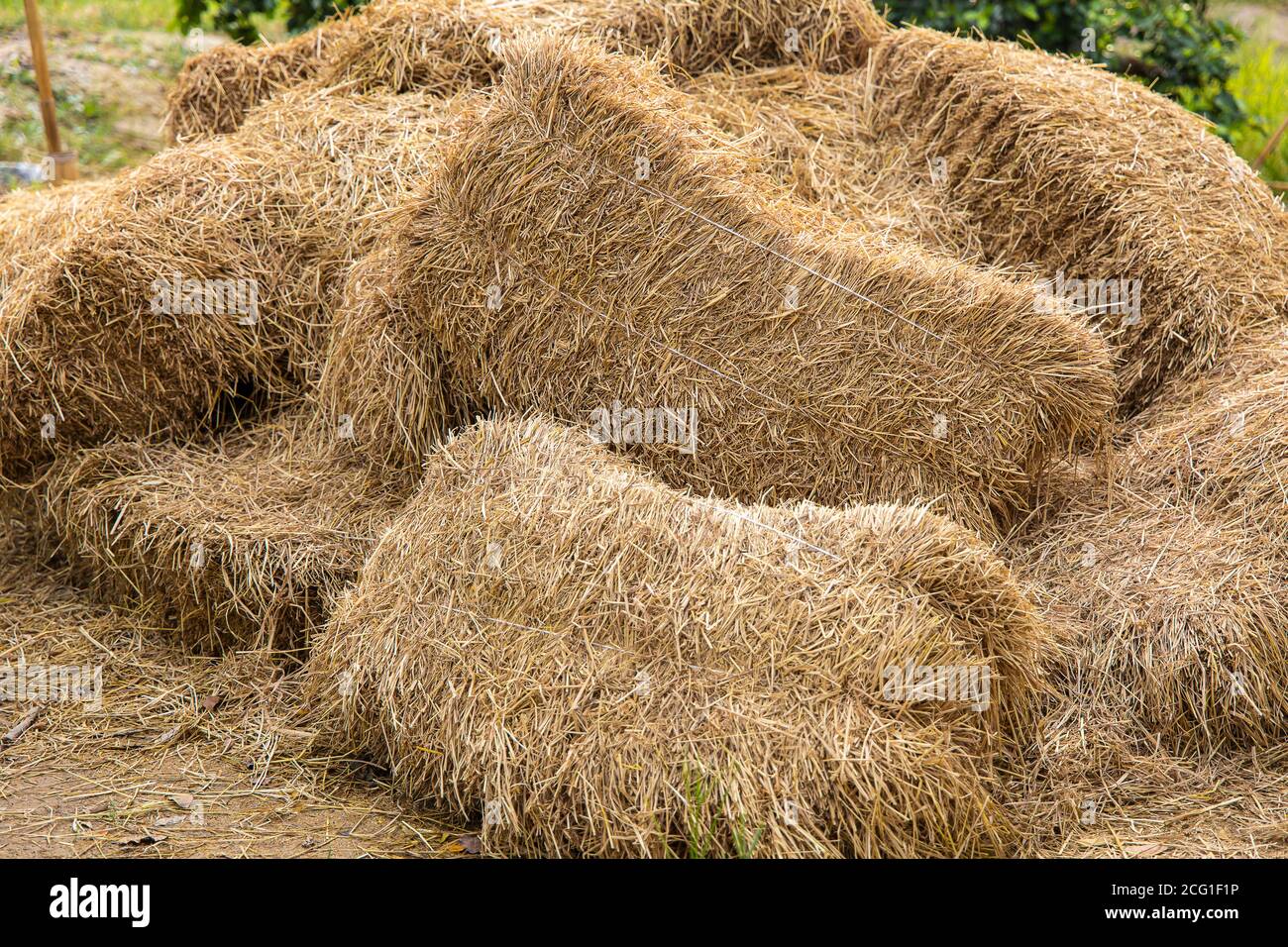 A large pile of forage hay was placed on the ground Stock Photo - Alamy