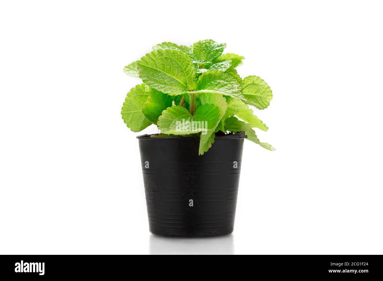 Peppermint plant hi-res stock photography and images - Alamy