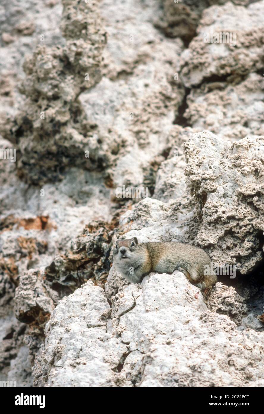 Sage rat hi-res stock photography and images - Alamy