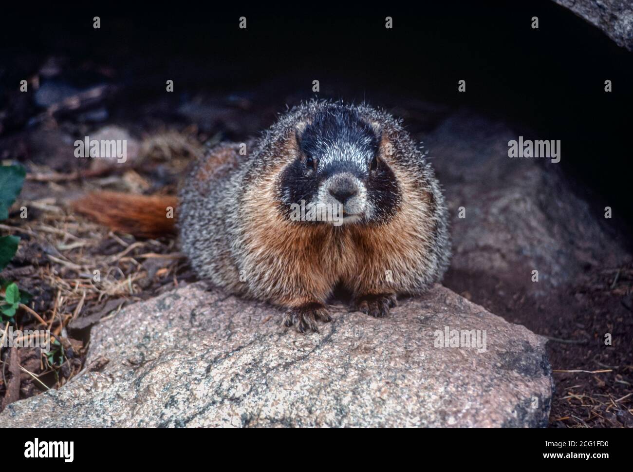 Adult Yellow Belly marmot (Marmota flaviventris) Rocky Mountain ...
