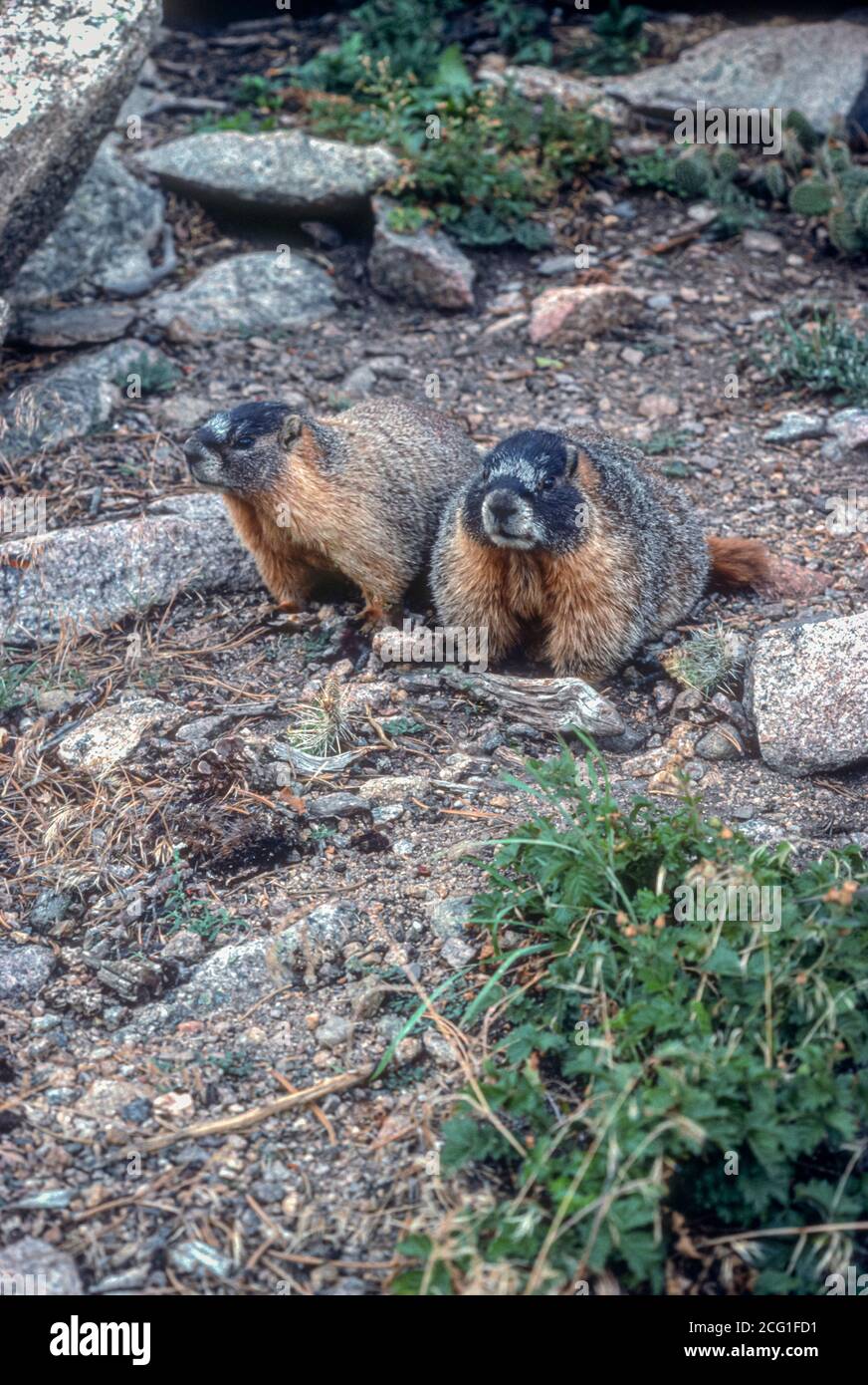 Adult Yellow Belly marmots (Marmota flaviventris) Rocky Mountain ...