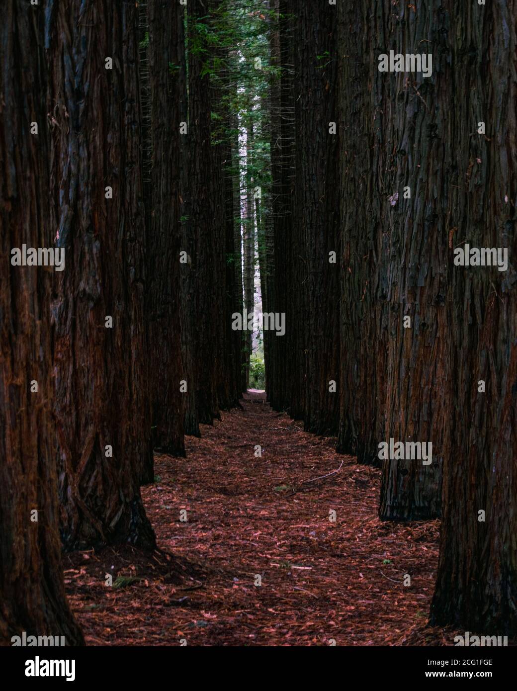 Red wood australia hi-res stock photography and images - Alamy