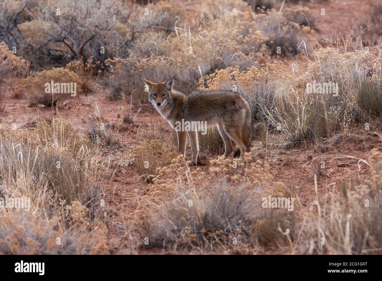 Crepuscular omnivore hi-res stock photography and images - Alamy