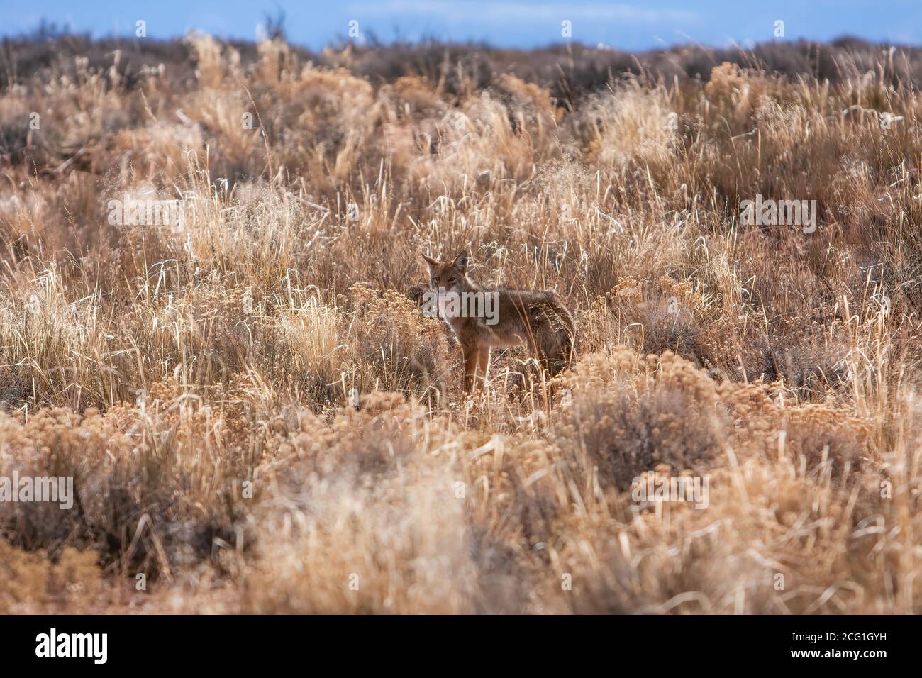Crepuscular omnivore hi-res stock photography and images - Alamy