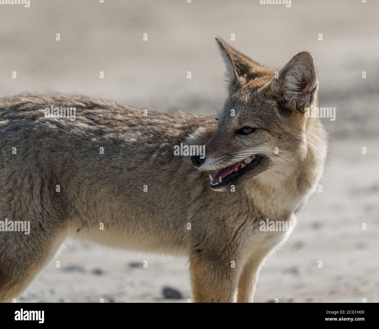 Zorro images hi-res stock photography and images - Alamy