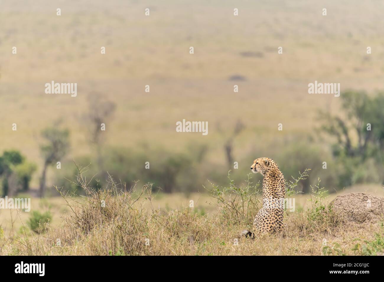 Wild cheetah in the Maasai Mara Reserve during the great migration in ...