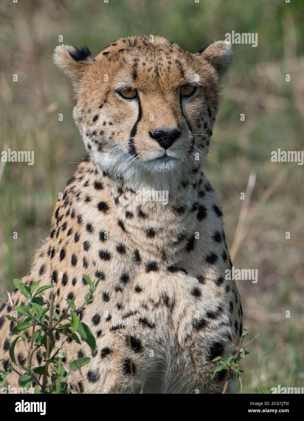 Wild cheetah in the Maasai Mara Reserve during the great migration in ...