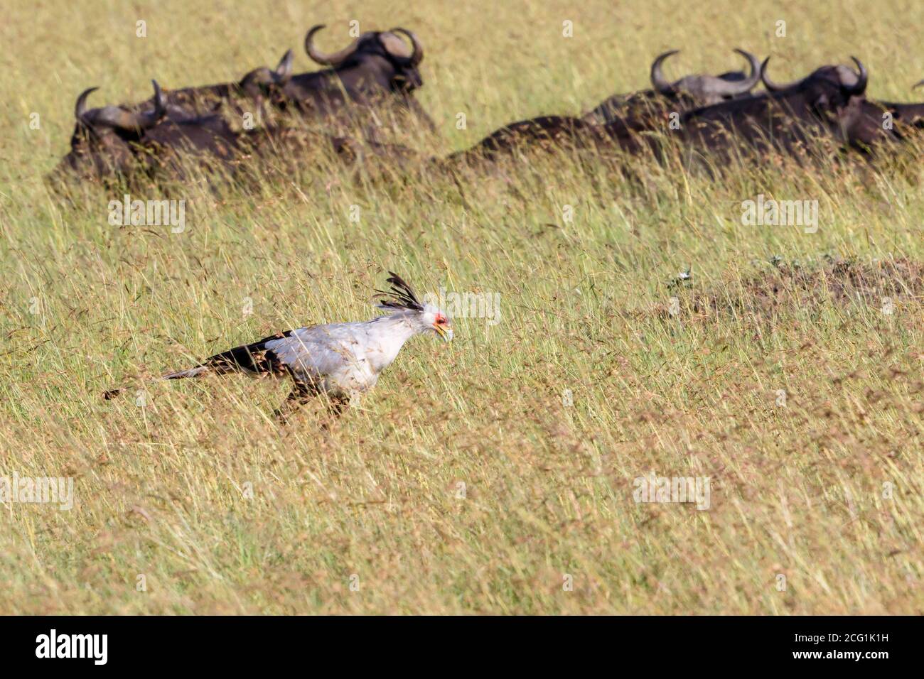Secretary Bird walking in the high grass Stock Photo - Alamy