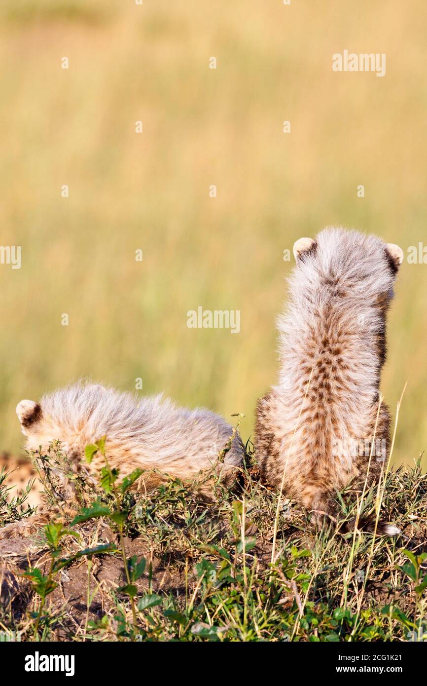 Back on Cheetah cubs with fuzzy fur Stock Photo - Alamy