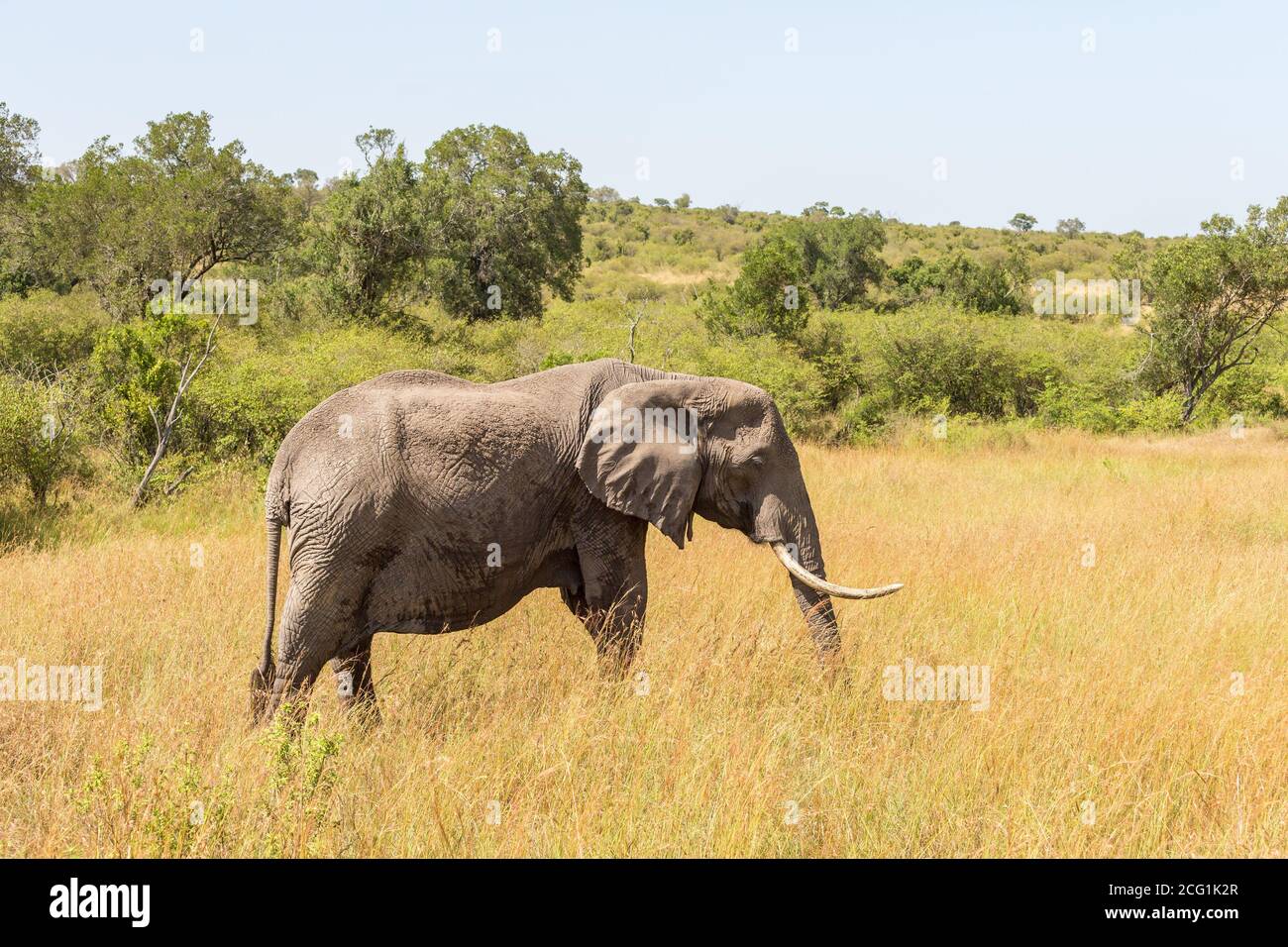 Big African Elephant walking in the savanna Stock Photo - Alamy