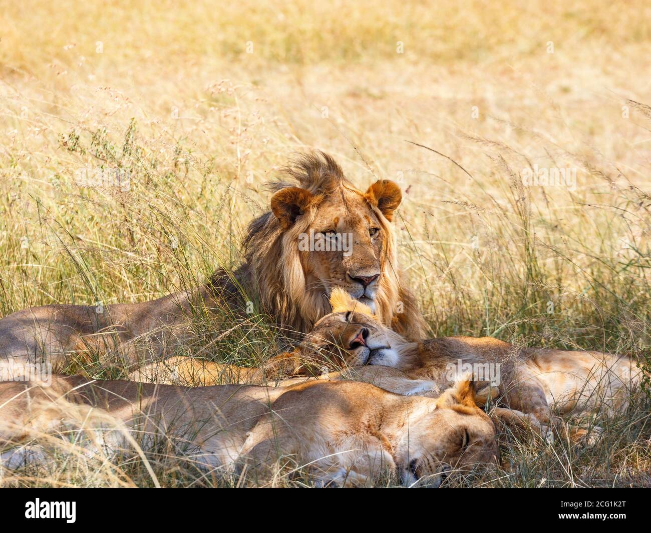 Lioness resting sleeping shade panthera hi-res stock photography and ...