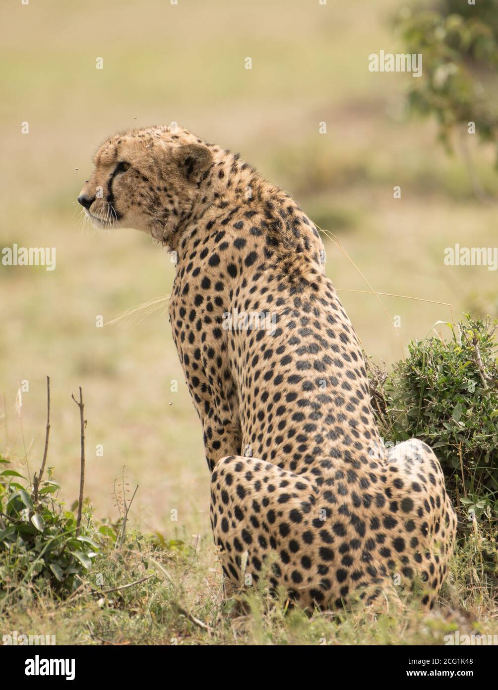 Wild cheetah in the Maasai Mara Reserve during the great migration in ...