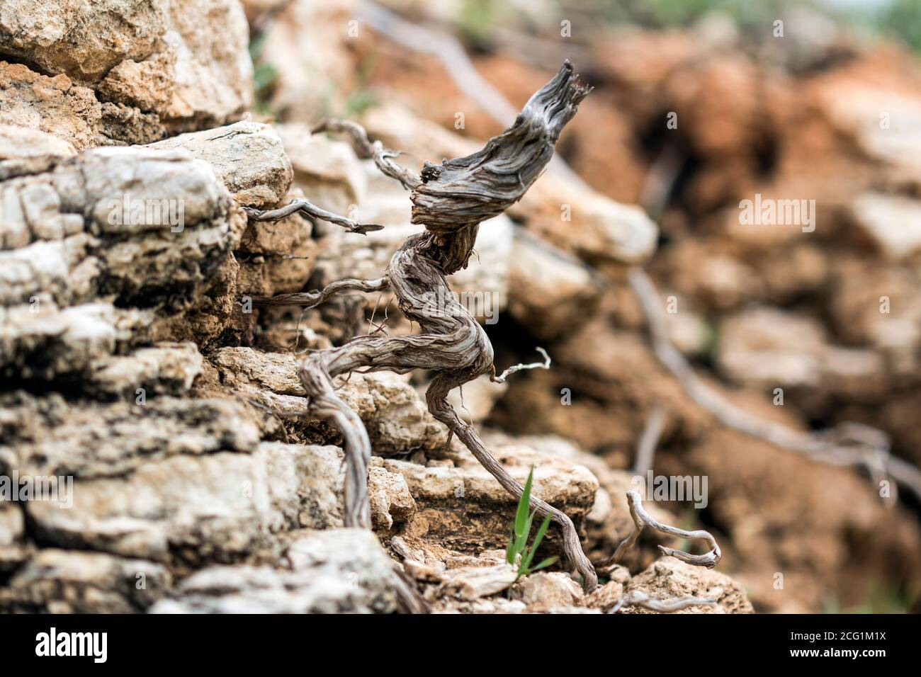 the climbing root Stock Photo - Alamy