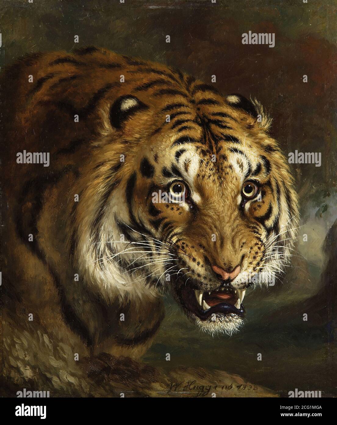 Huggins William - a Bengal Tiger - British School - 19th Century Stock ...