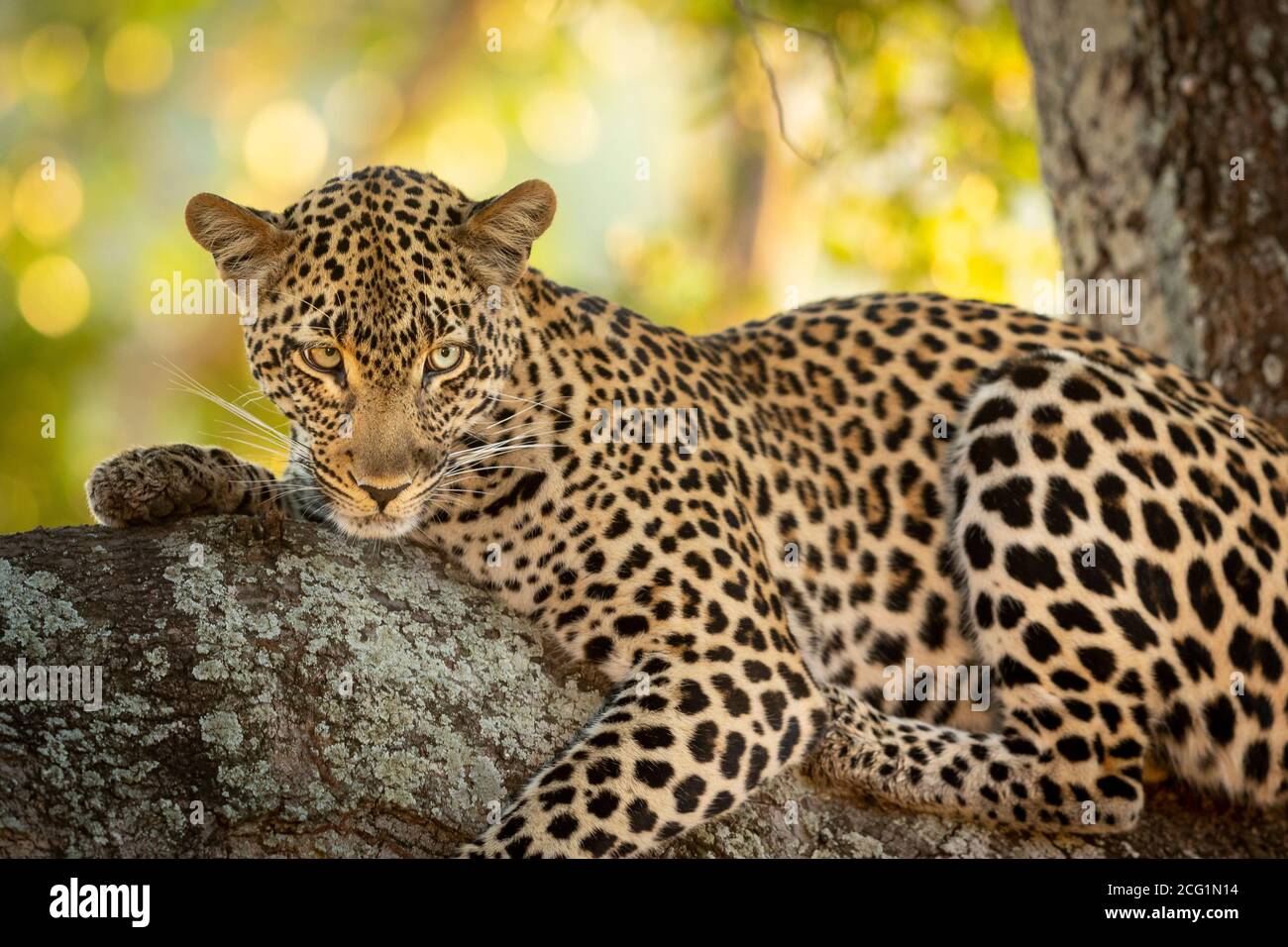 Adult leopard lying on a large tree branch with beautiful background in ...