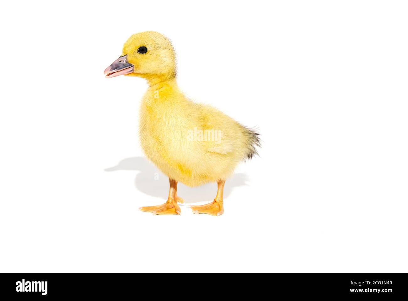 NewBorn little Cute yellow duckling isolated on white Stock Photo - Alamy