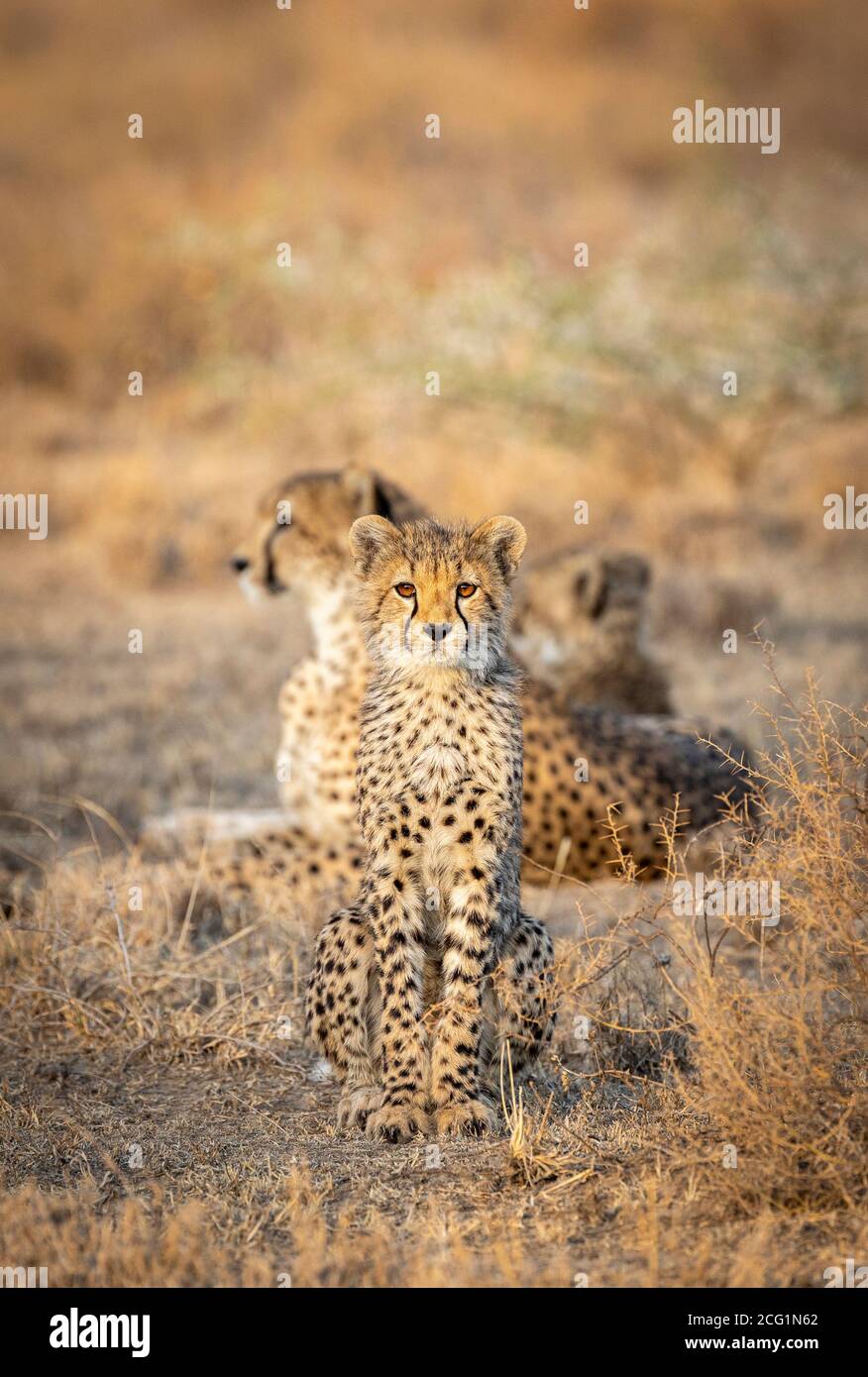 Cheetah group vertical hi-res stock photography and images - Alamy