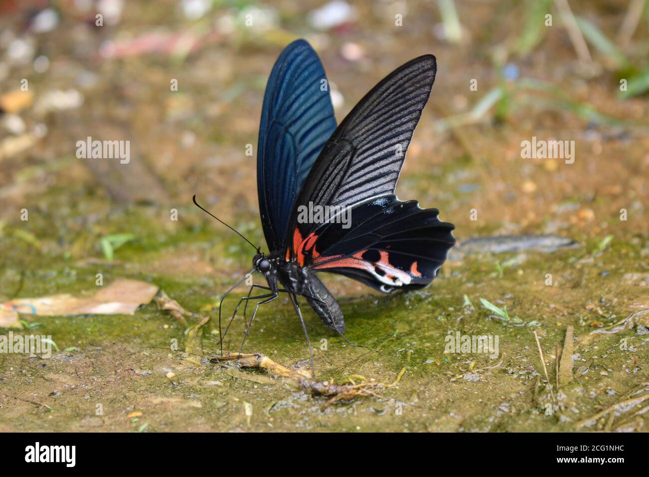 the most beautyfull butterfly white background asia butterfly Stock ...