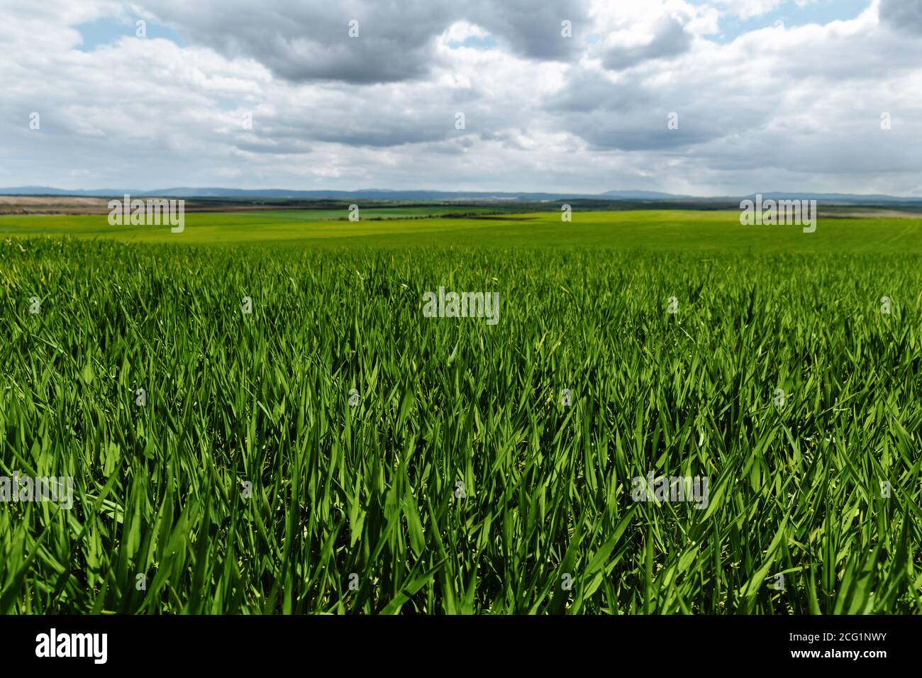 Wheat farming painting hi-res stock photography and images - Alamy