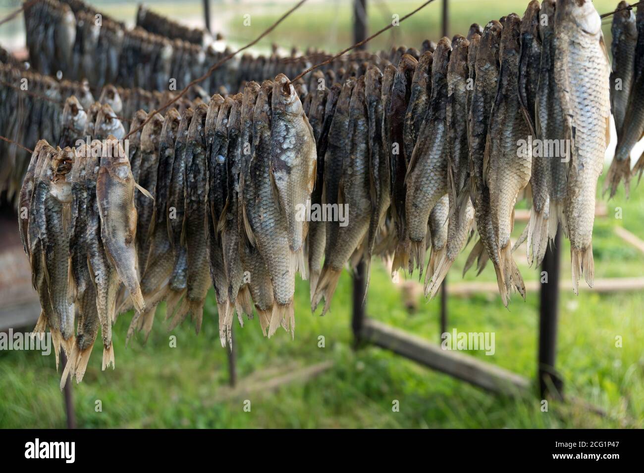 River fish are dried on ropes in the open air in large quantities Stock ...
