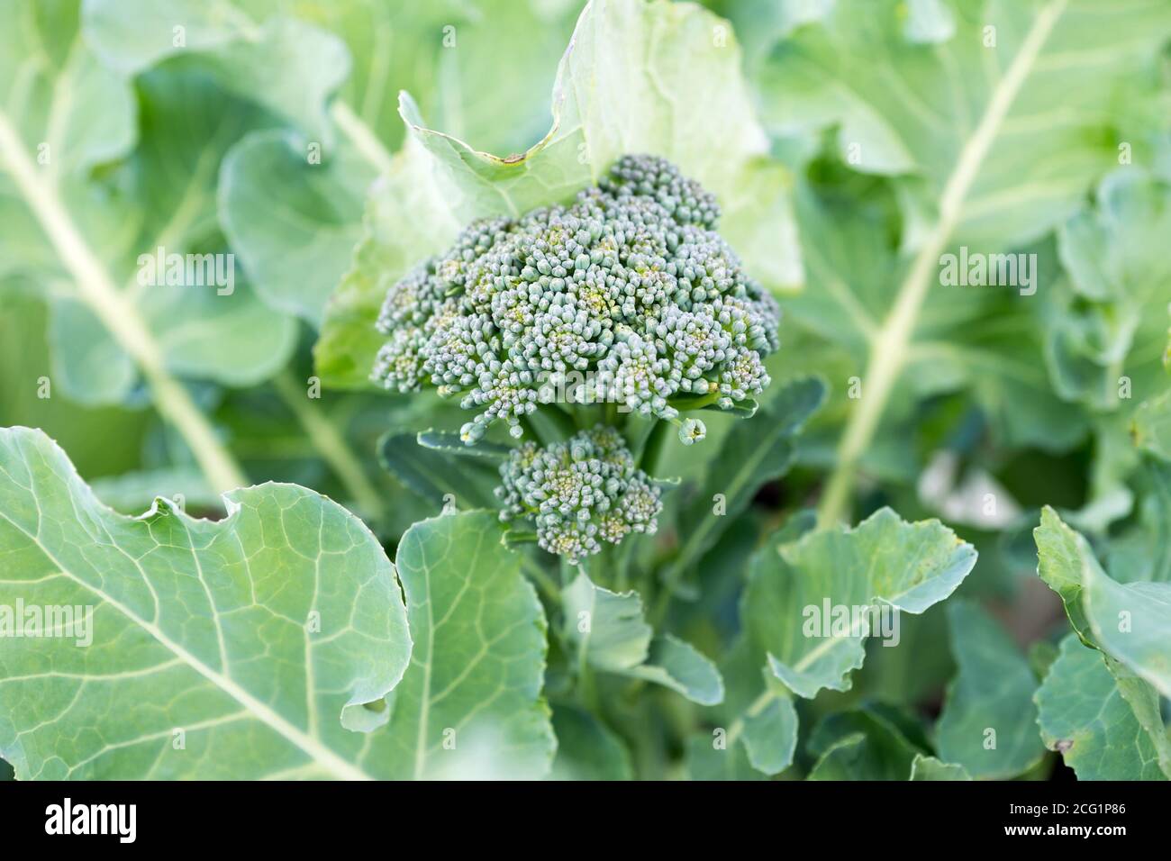 Inflorescence of cabbage broccoli in leaves in the vegetable garden ...