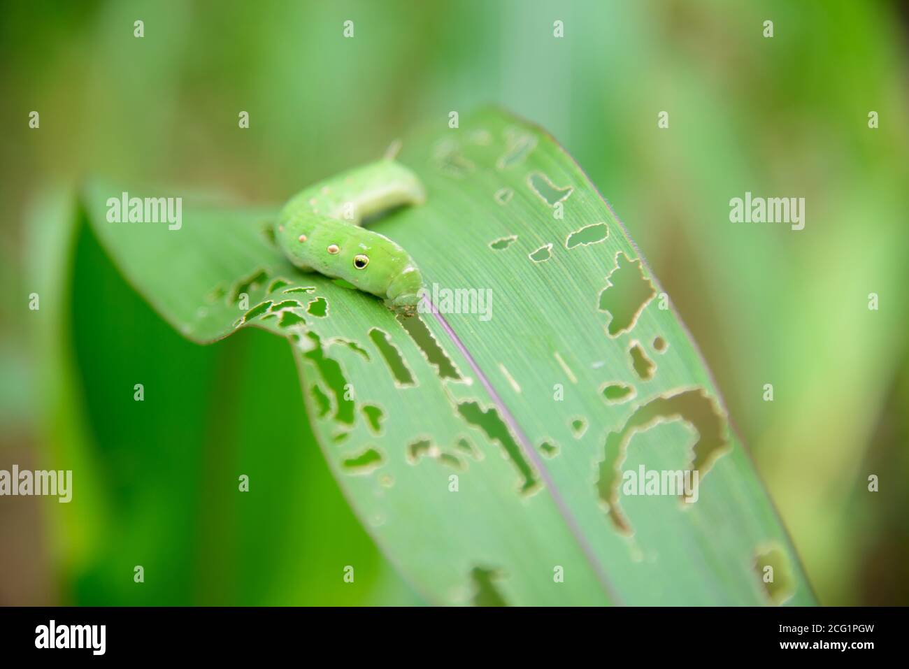 Tree wormwood hi-res stock photography and images - Alamy