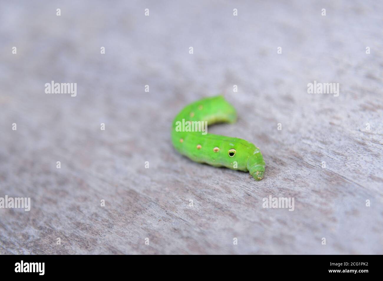 Green worm hi-res stock photography and images - Alamy