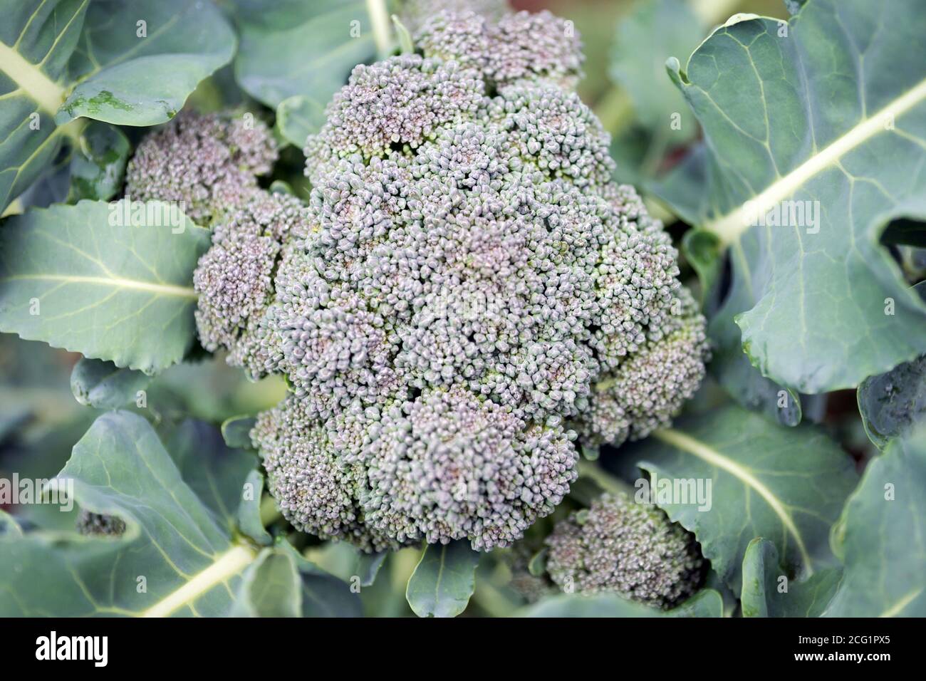 Big green broccoli sprout among leaves, in vegetable garden, close-up ...